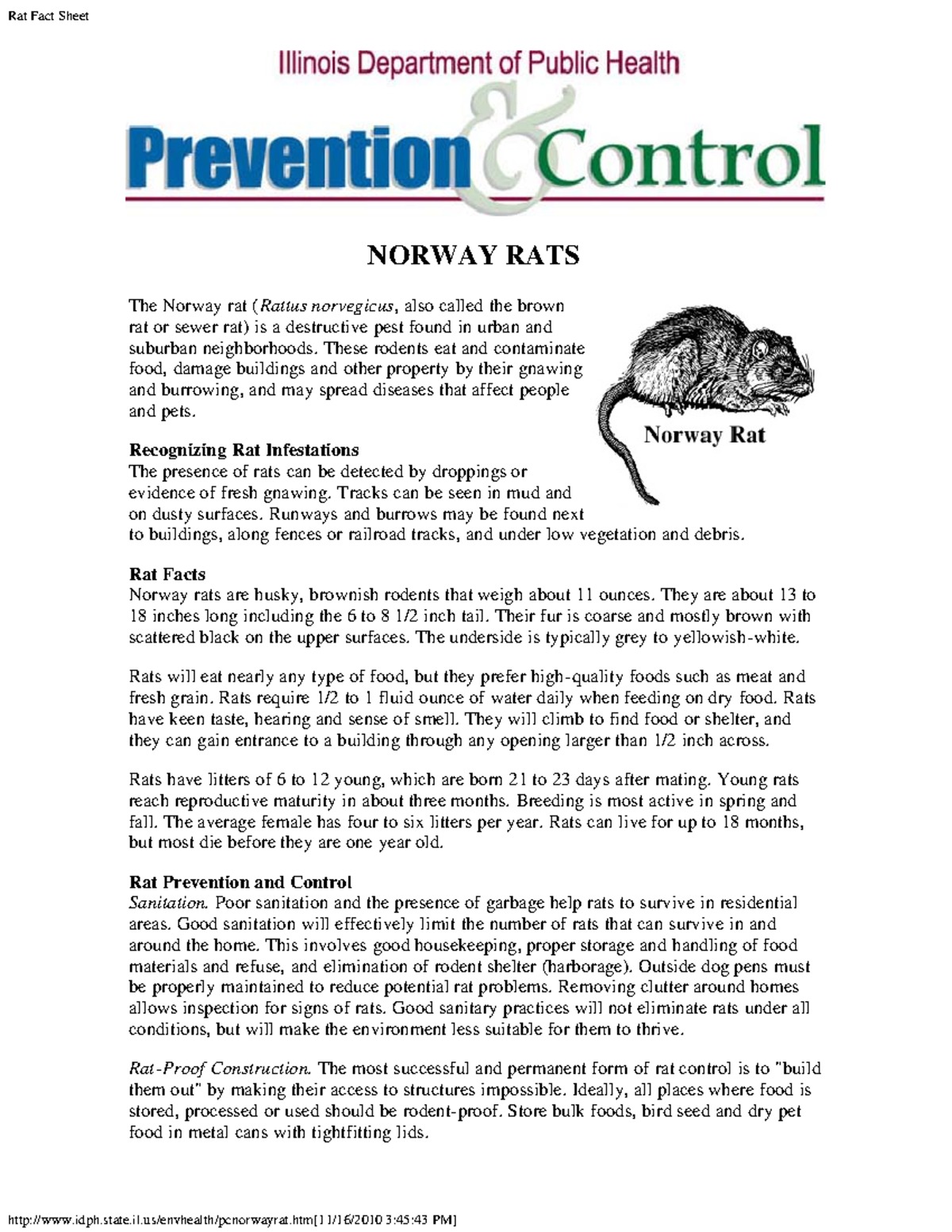 Rats Illinois Rats Rat Fact Sheet Idphstateilenvhealth