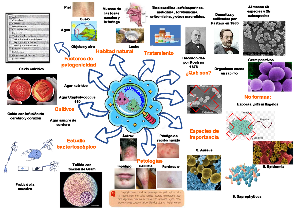 Mapa Mental Bacterias Microbilogia Y Parasitologia Microbiolog A