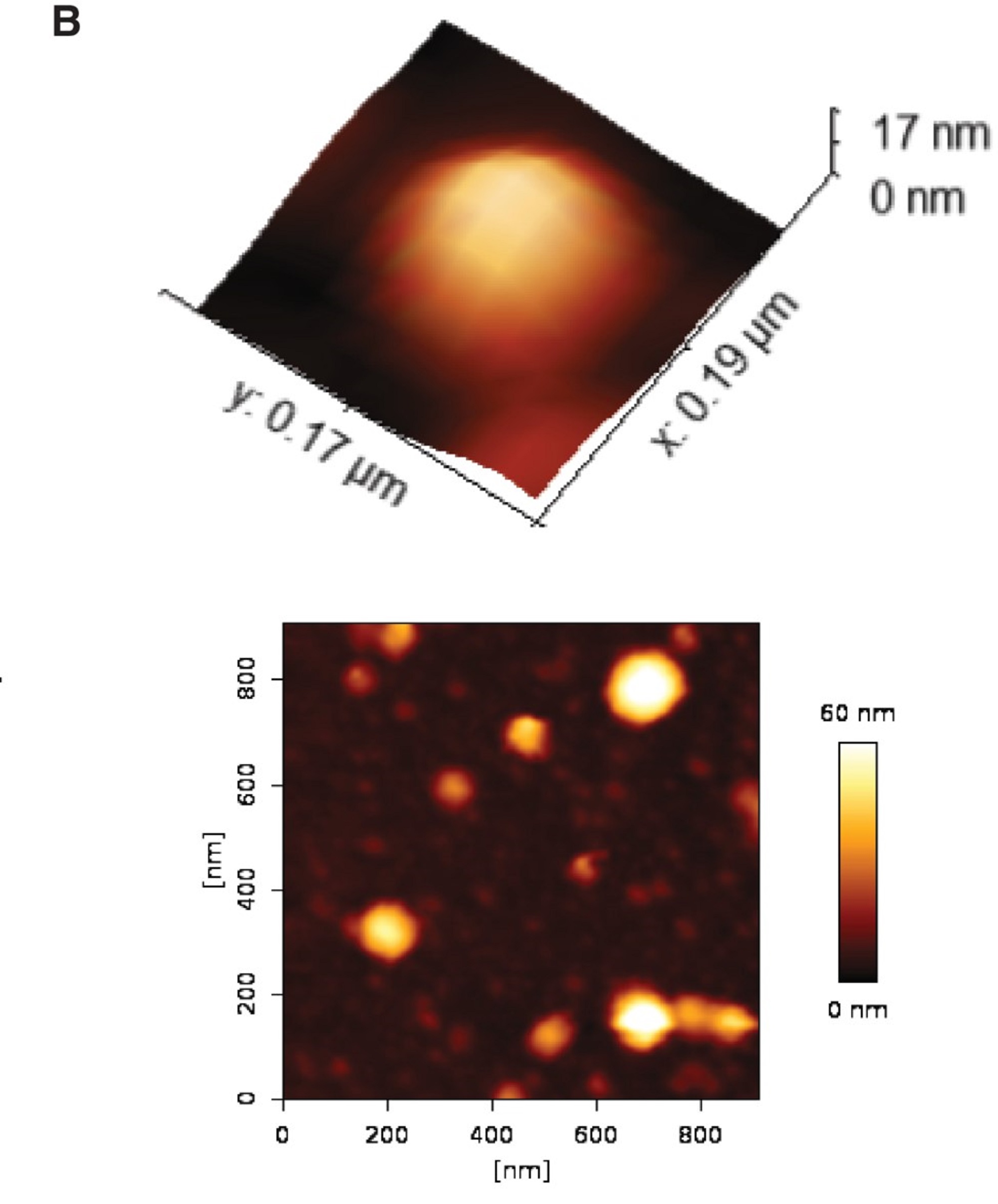 Mitochondrial Derived Vesicles Retain Membrane Potential And Contain A