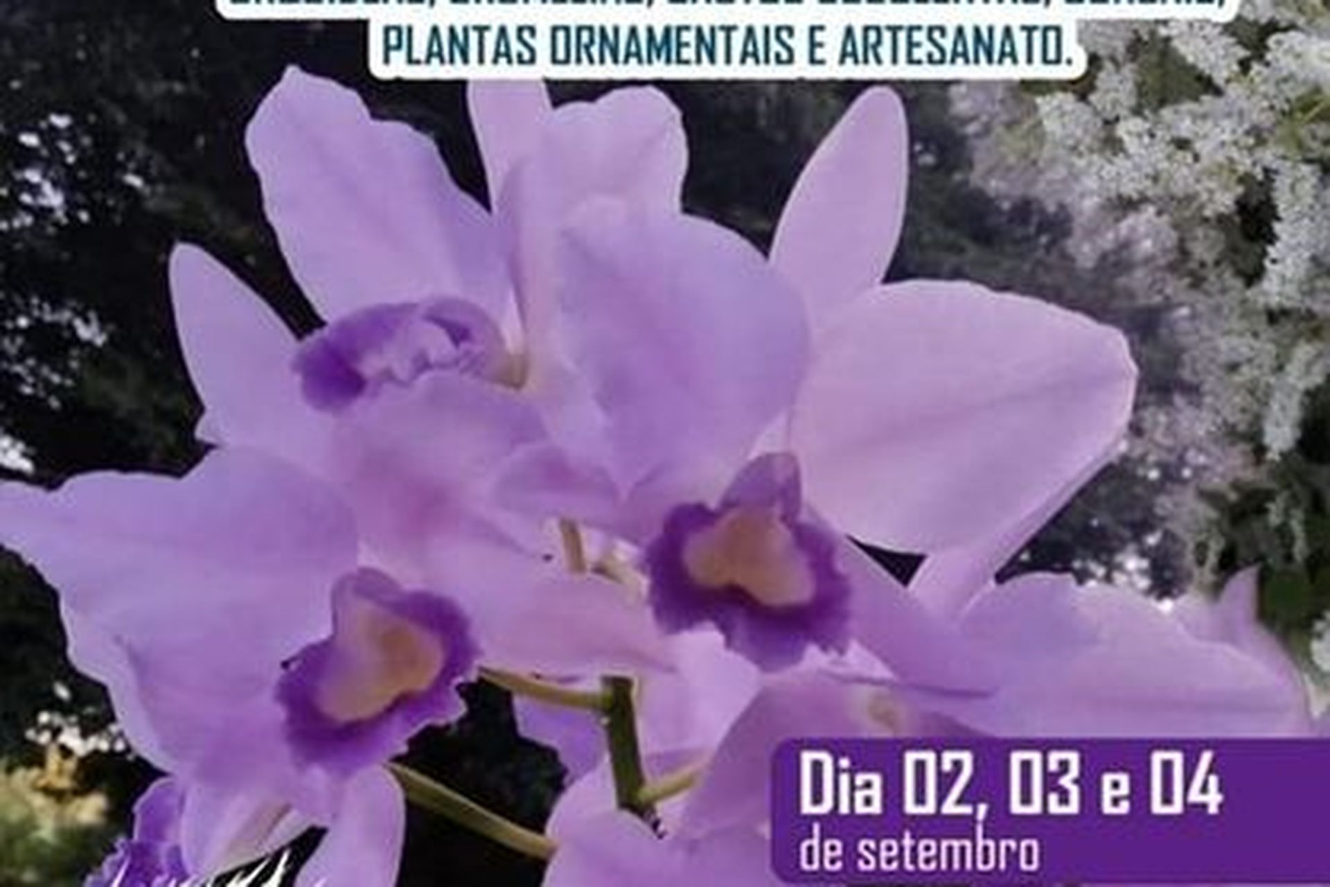 8ª Exposição De Orquídeas De Anchieta Continua Neste Final De Semana