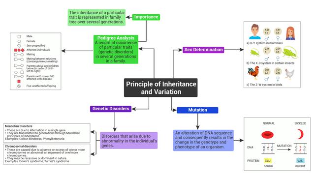 Mindmap Principles Of Inheritance And Variation