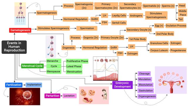 Human Reproduction Mindmap