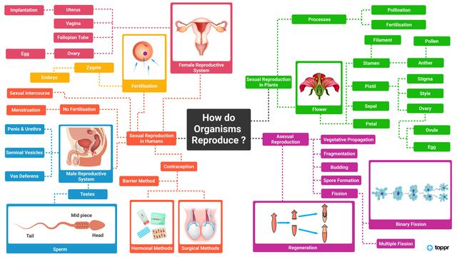 Mindmap How Do Organisms Reproduce Class Notes Edurev Sexiz Pix