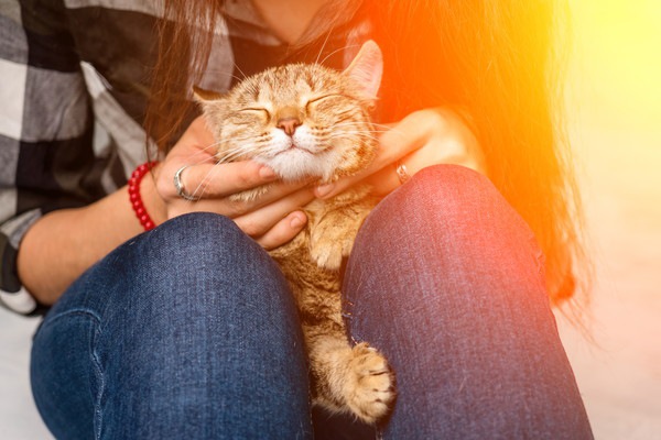 猫が飼い主におしりをくっつけてくるのはどうして？5つのサイン ねこちゃんホンポ