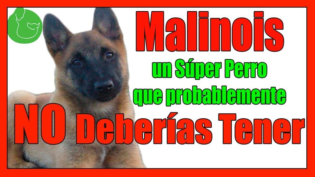 Cómo Engordar A Mi Perro Pastor Belga Malinois Blog De Adopta Un Animal