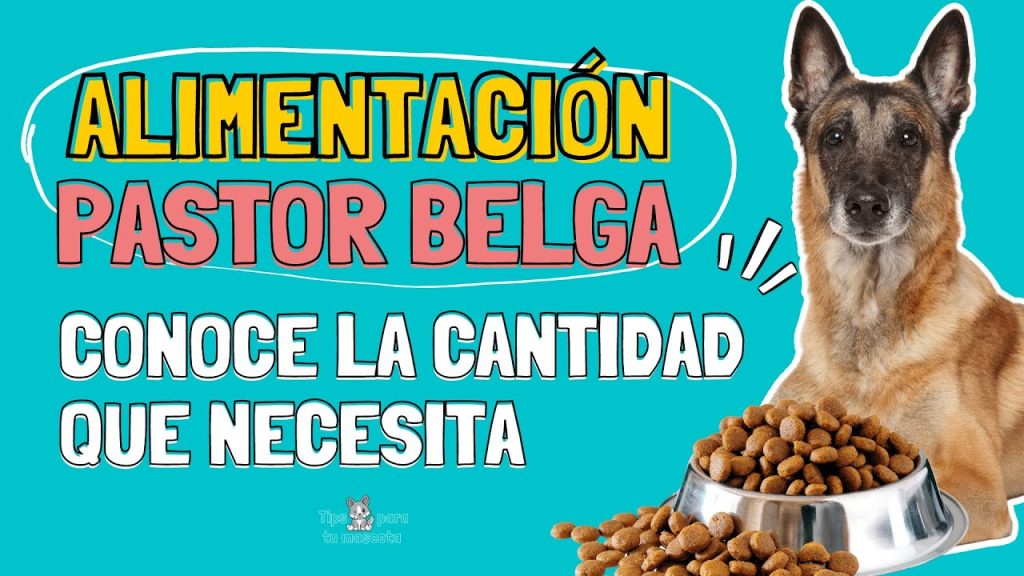 Cuál Es El Mejor Alimento Para Un Perro Pastor Belga Malinois Blog De