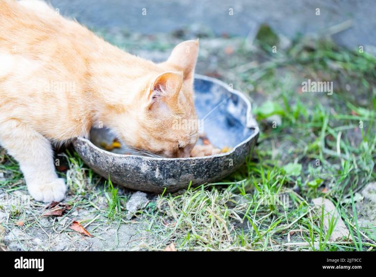 Qué Fruta Puede Comer Un Gato Laperm Blog De Adopta Un Animal