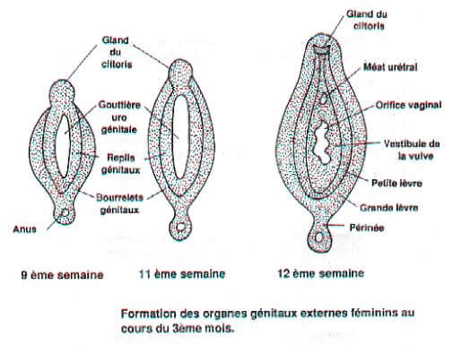 Cours Sexologie La Différenciation Sexuelle Humaine Sexoblogue