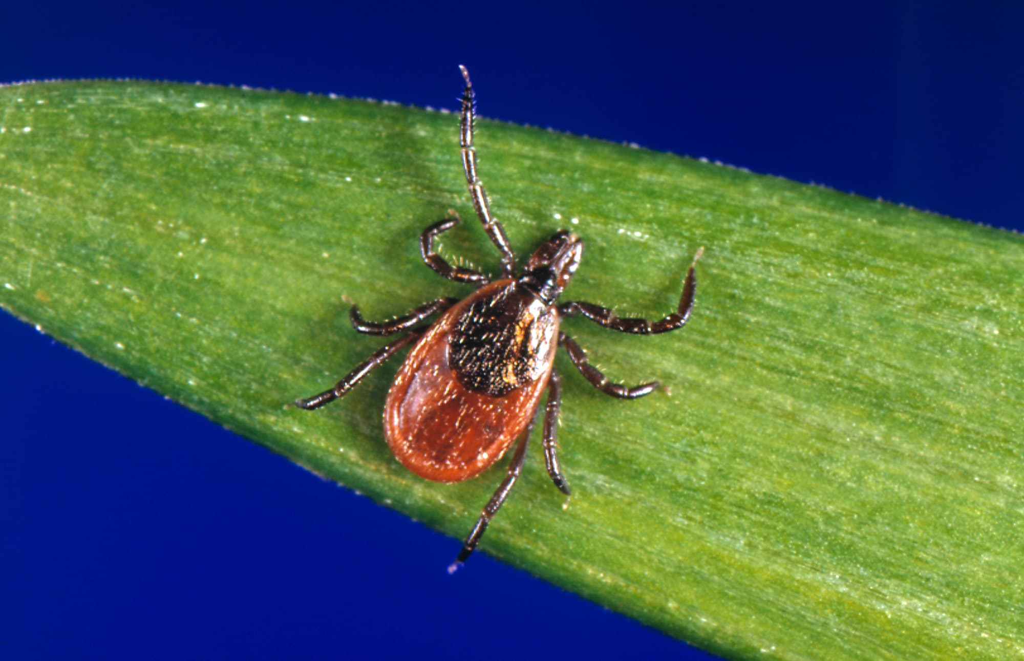 Lyme Disease — And The Ticks That Carry It — Spreads Across The Us