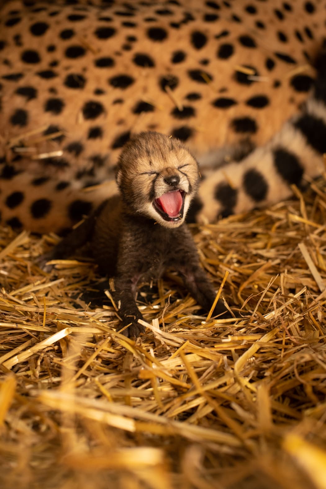 A Huge Breakthrough Biologist On 1st Cheetah Cubs Born By In Vitro