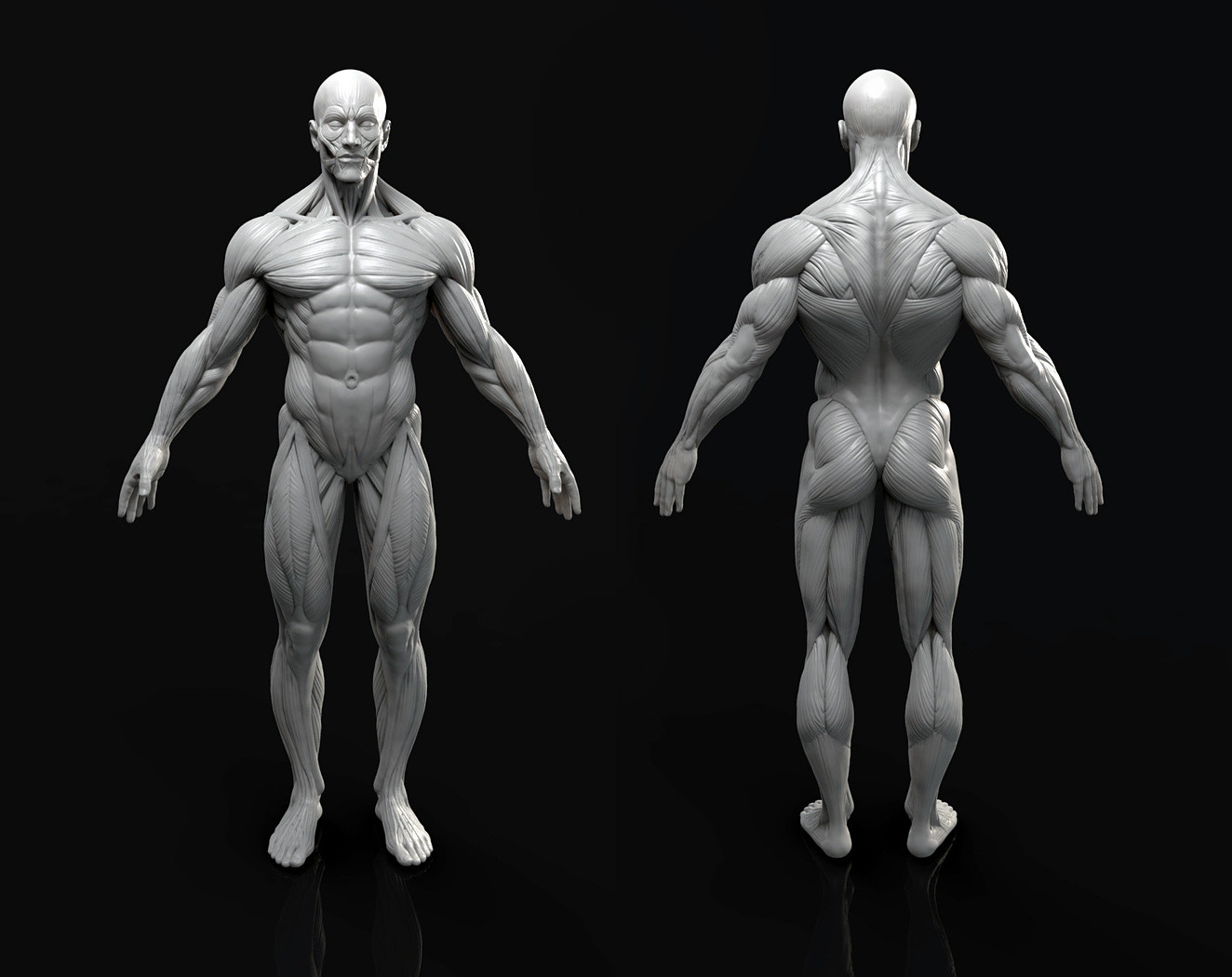 Male Anatomy Model Sculpt