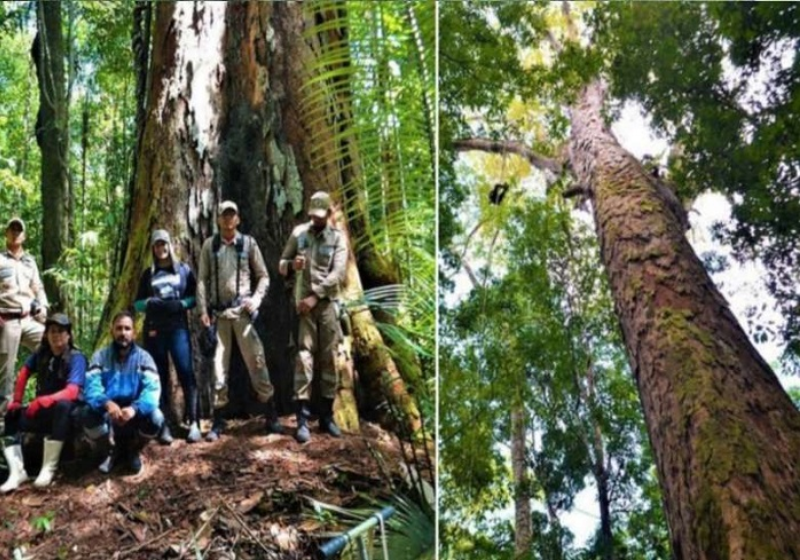 Descoberta árvore Mais Alta Da Amazônia Ela Tem 885 Metros De Altura