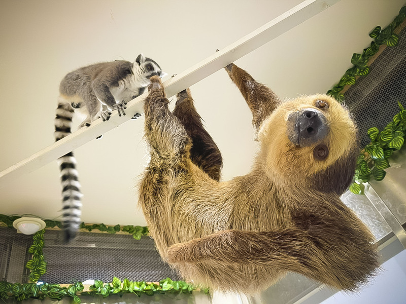 土浦市に屋内型ふれあい動物園open 横浜店では赤ちゃん誕生も！ いこーよニュース