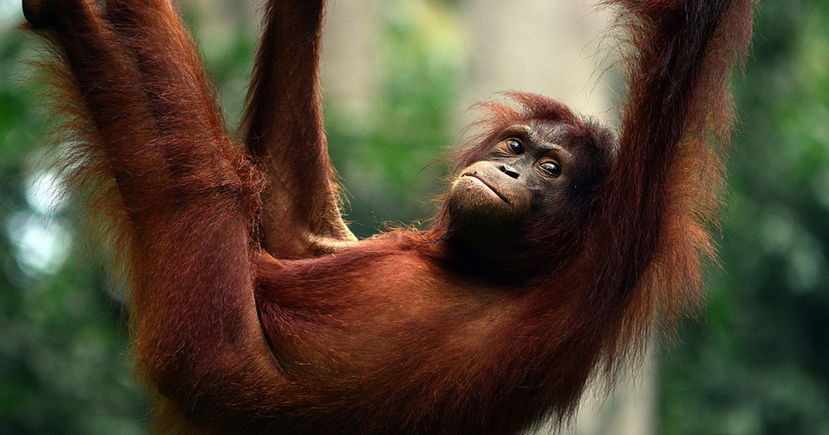 Orangutang Blev Tvunget Ud I Prostitution