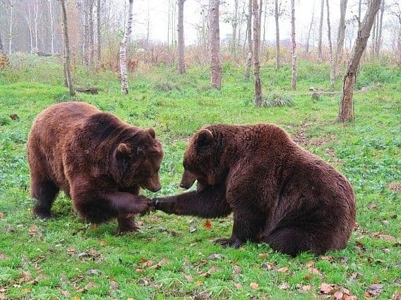 The Chernobyl Exclusion Zone See What Its Extreme Wildlife Looks Like