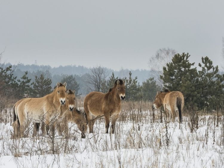 The Chernobyl Exclusion Zone See What Its Extreme Wildlife Looks Like