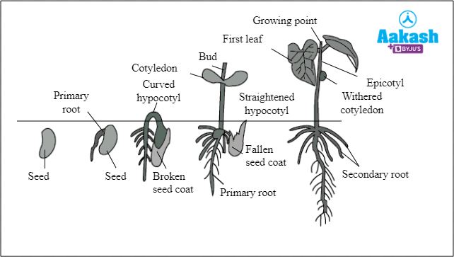 Seed Germination In Biology Definition Types And Importance Aesl