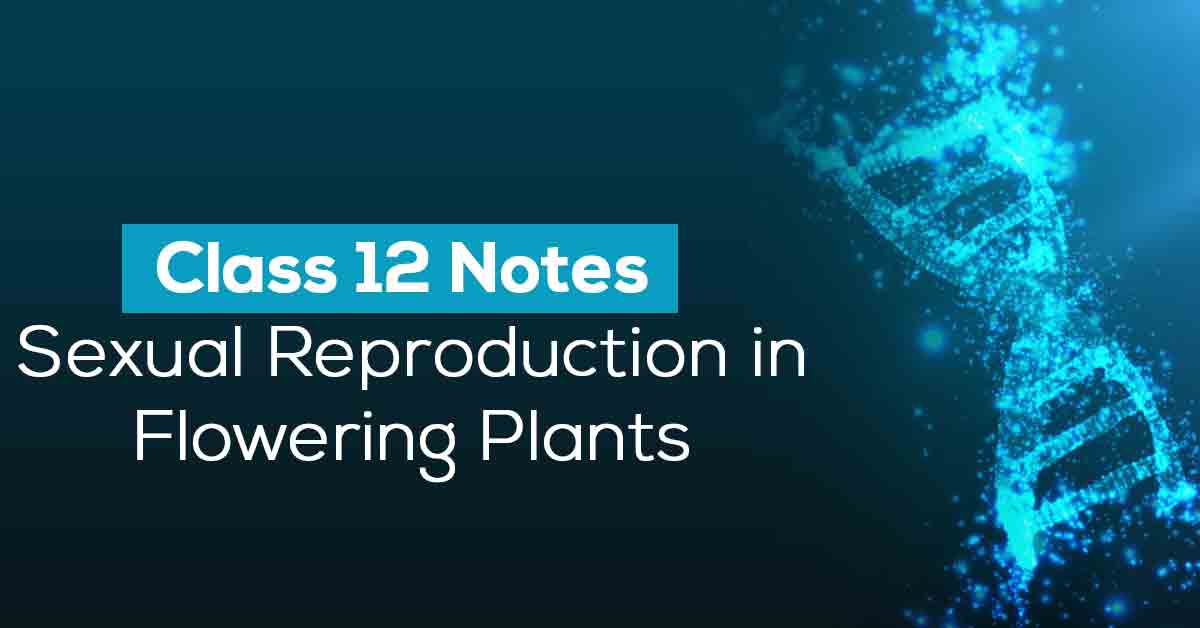 Sexual Reproduction In Flowering Plants Class 12 Notes Vidyakul