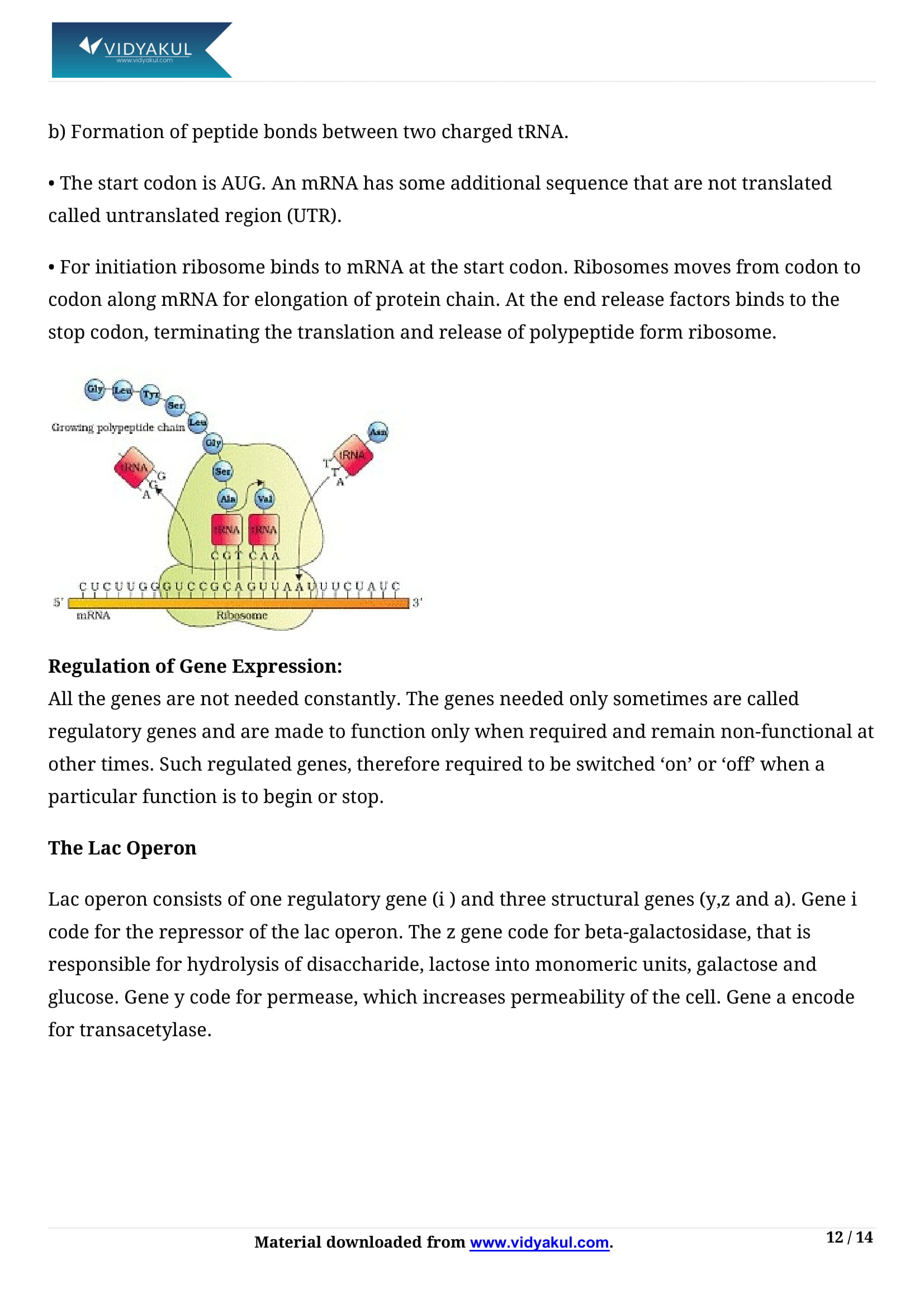 Molecular Basis Of Inheritance Class 12 Notes Vidyakul