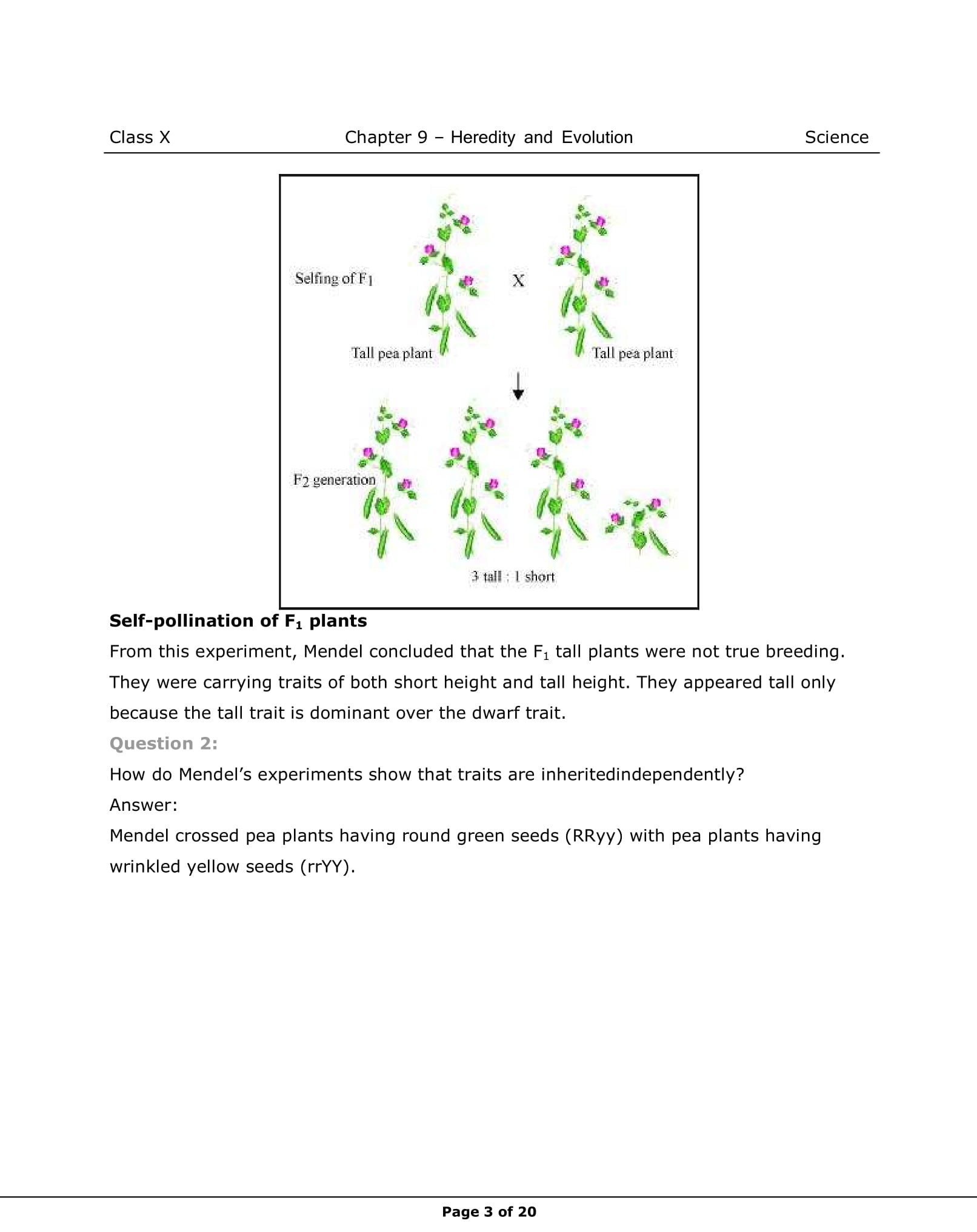 Class 10th Science Heredity And Evolution Ncert Solution Cbse 2023