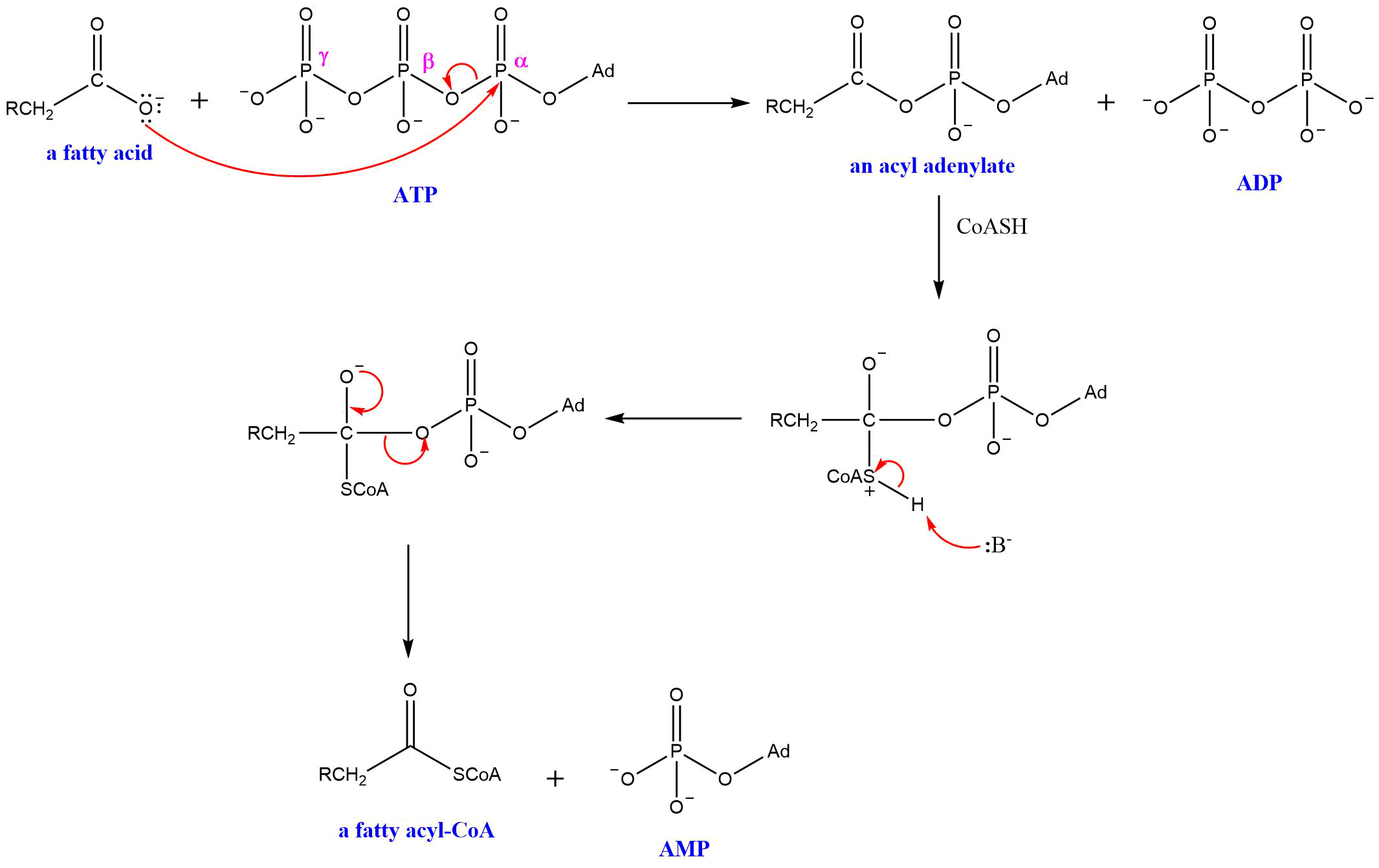 Acyl Coa Synthase Is The Enzyme That Activates A Fatty Acid Quizlet