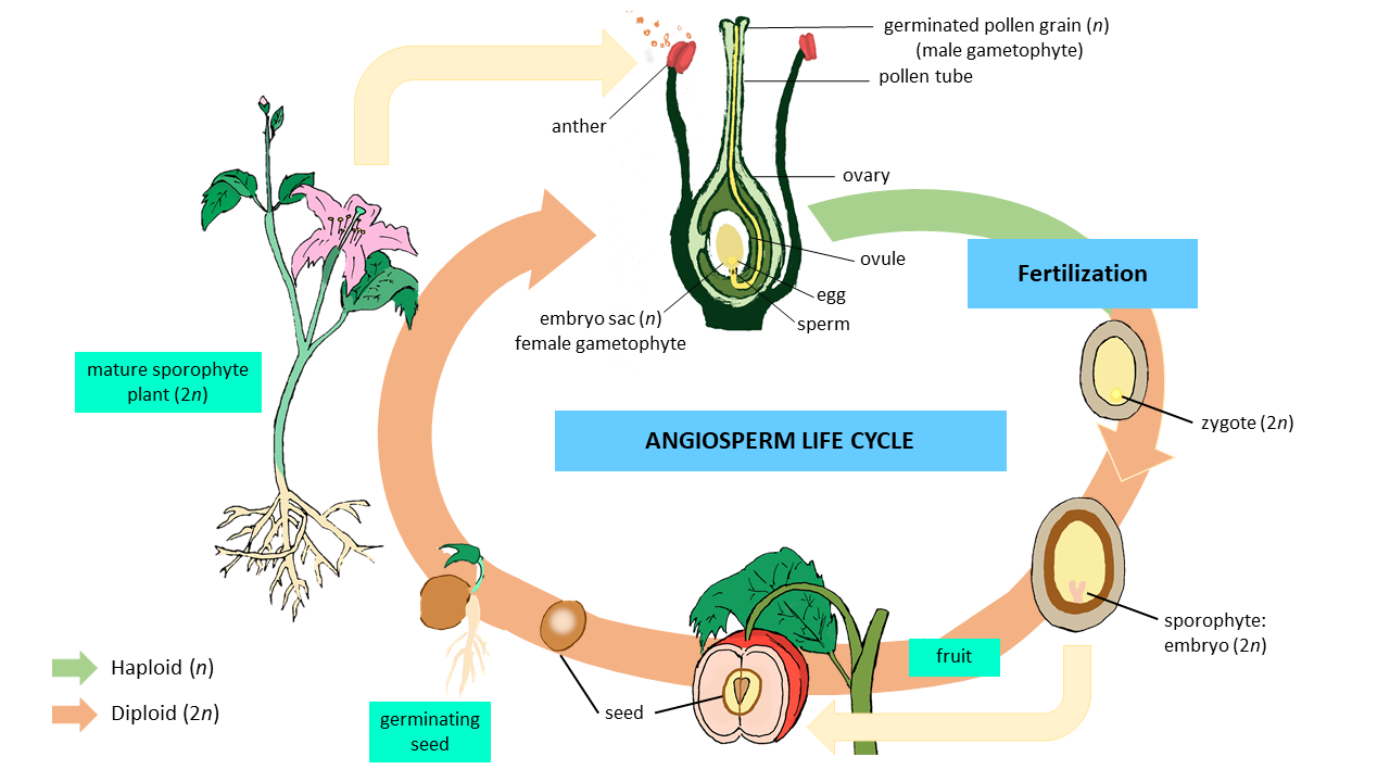 Diagram The Steps Of The Flowering Plant Life Cycle Quizlet