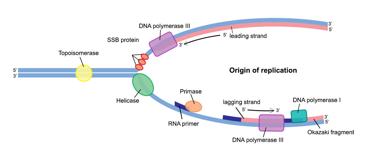 Dna Replication Diagram Labeled