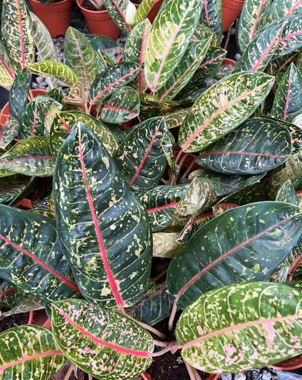 Aglaonema Donna Carmen Yew Garden Nursery