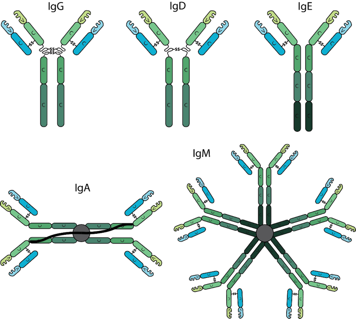 Bio X Cell Antibody Structure