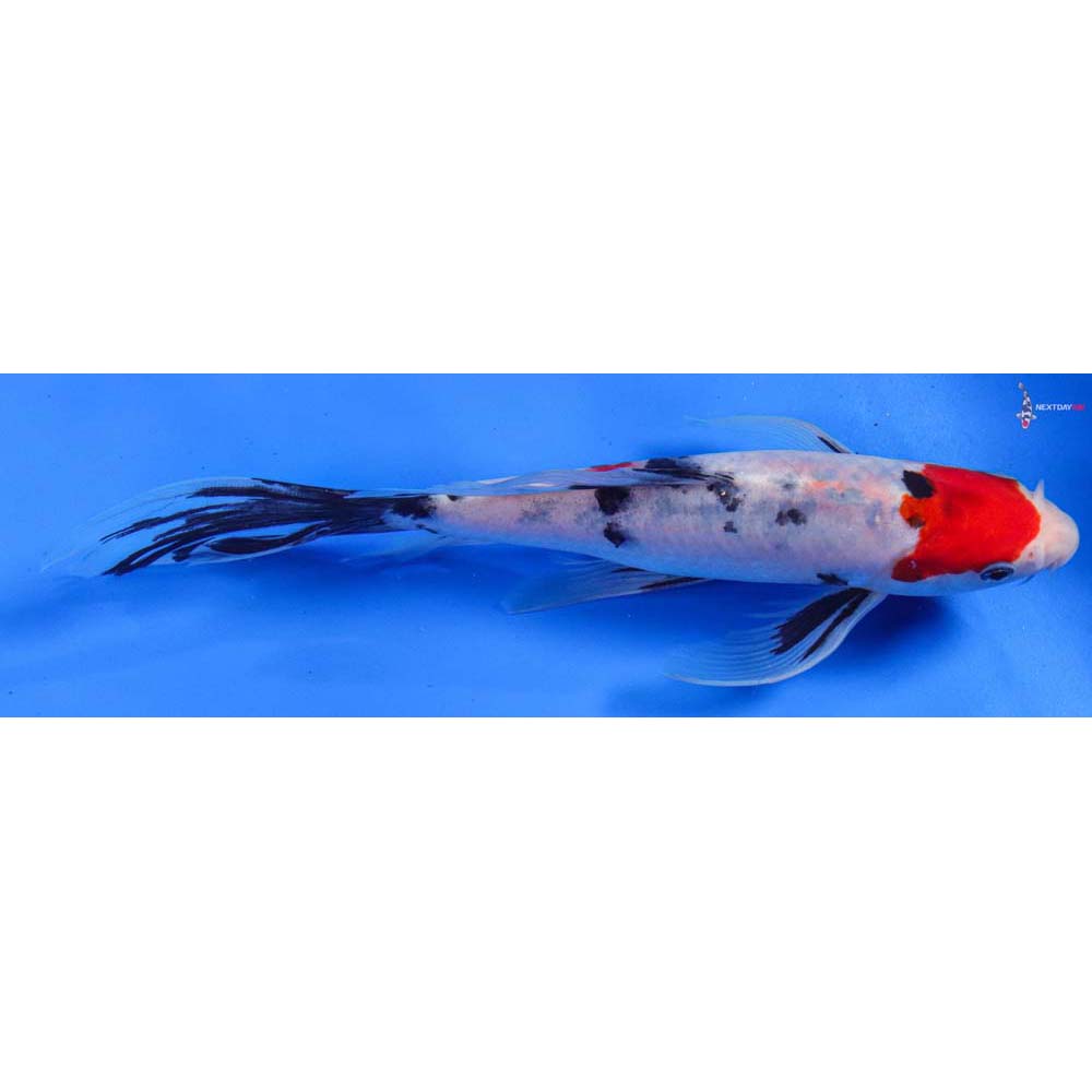 8” Imported Sanke Butterfly Koi Koi Fish For Sale