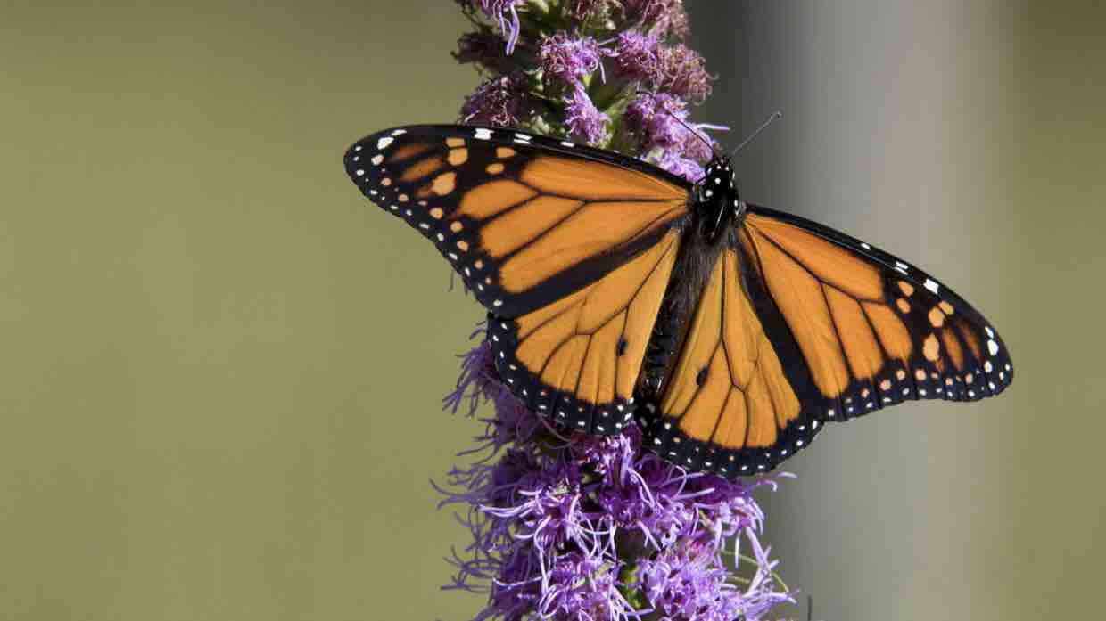 Fundraiser By Gary Marek Save The Monarch Butterfly