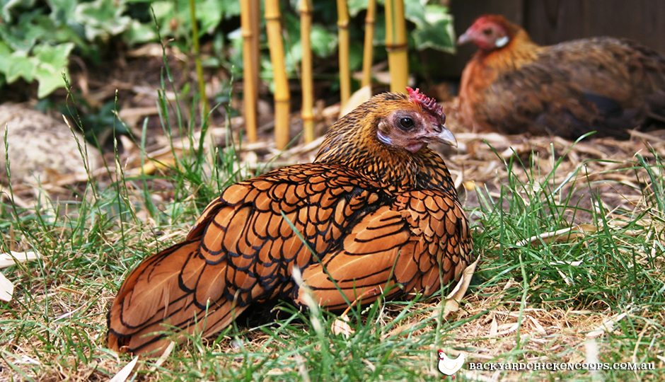 What Are The Best Bantam Chicken Breeds