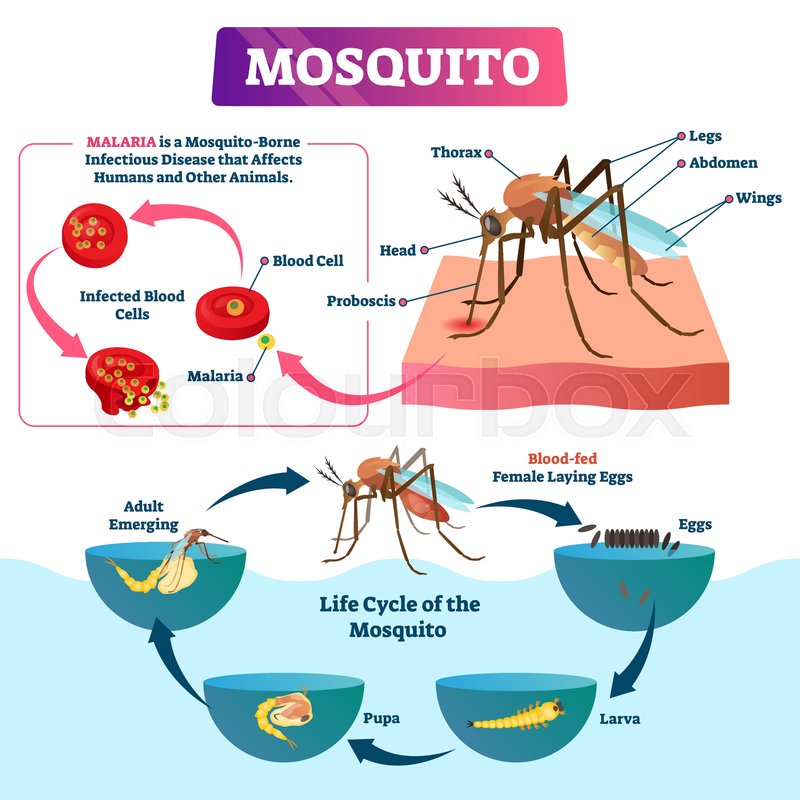 Mosquito Vector Illustration Labeled Stock Vector Colourbox