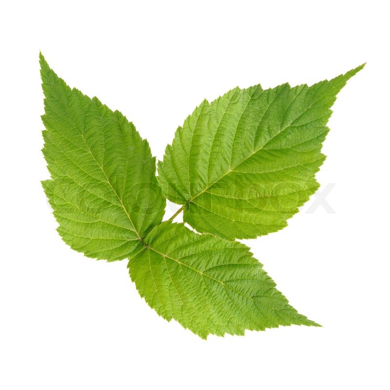 White Background With Green Leaves