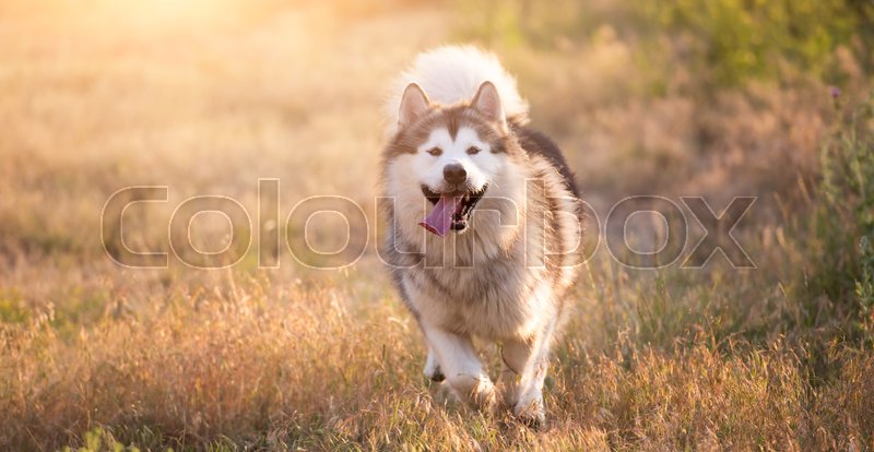 Alaskan Malamute Running On A Field Stock Image Colourbox