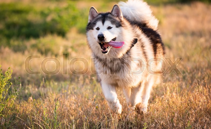 Alaskan Malamute Running On A Field Stock Image Colourbox