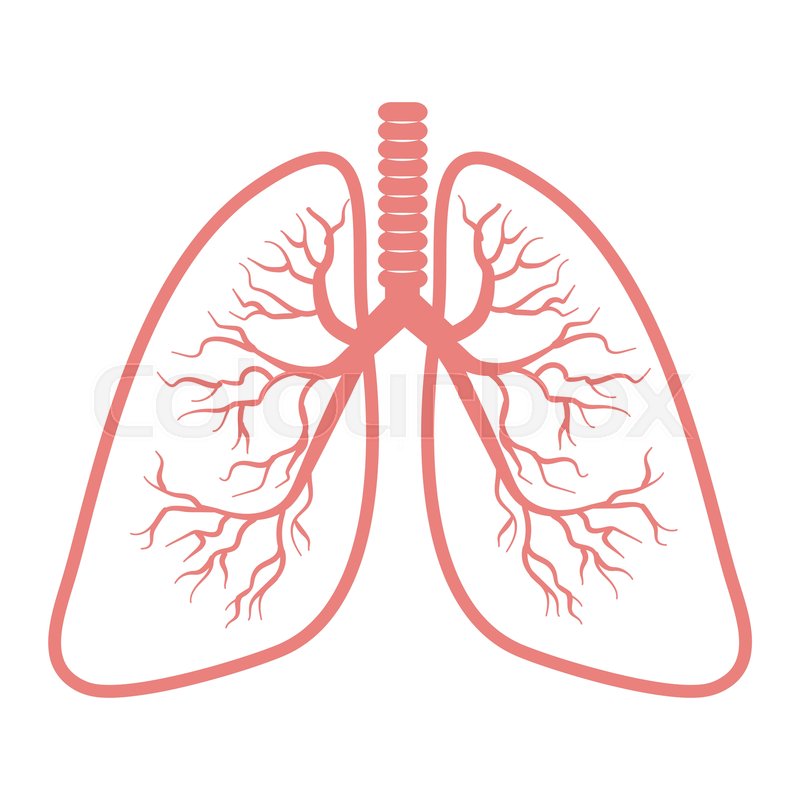 Lungs Icon Isolated On White Stock Vector Colourbox