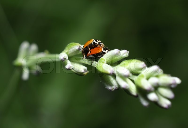 Ladybirds Having Sex Stock Image Colourbox