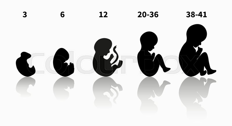 Stages Of Pregnancy Fetus