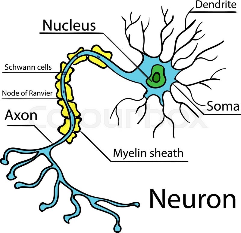 Anatomy Of A Typical Human Neuron Axon Synapse Dendrite