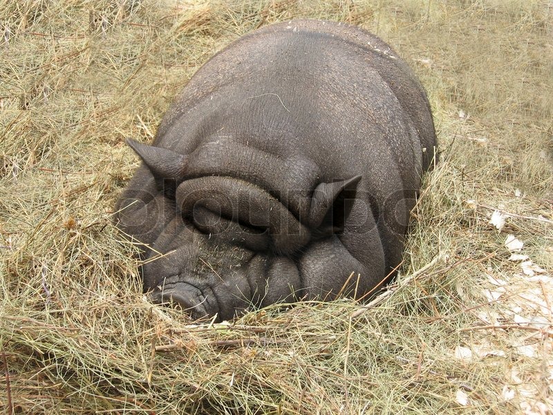 Big Thick Fat Pig Sleeps In The Hay Stock Image Colourbox