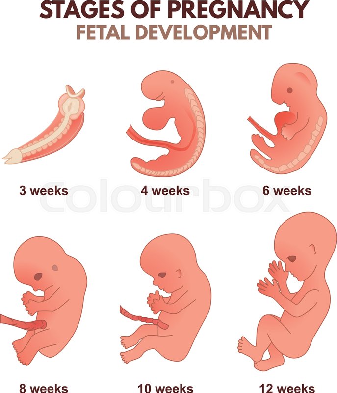 Stages Of Fetal Development Week