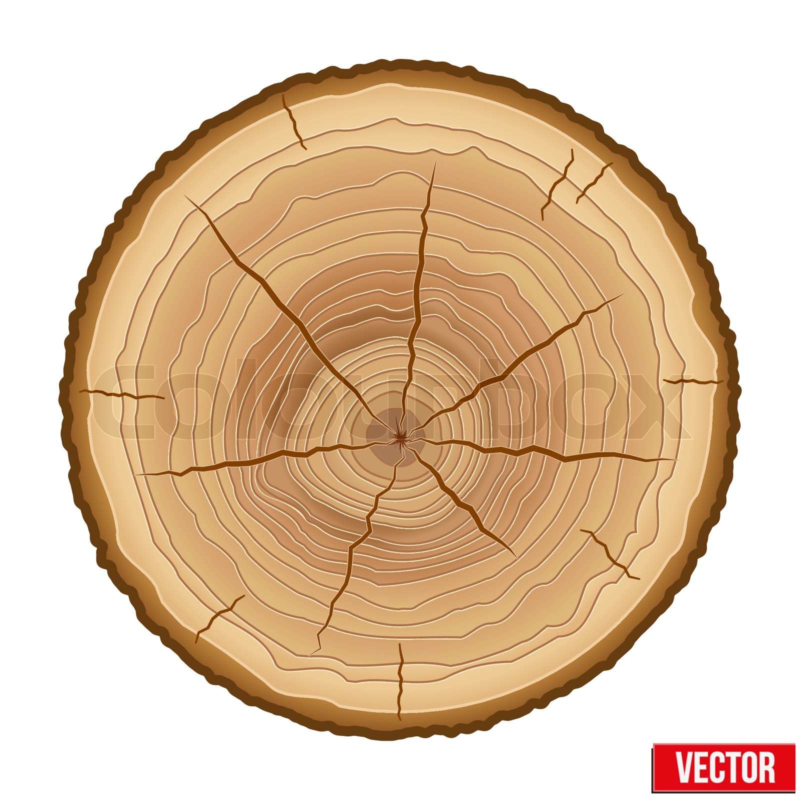 Annual Tree Growth Rings Of The Cross Section Wood Trunk Stock Vector