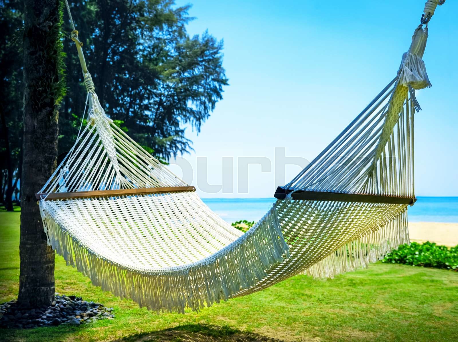 Hammock Between Two Palm Trees On The Beach Stock Image Colourbox