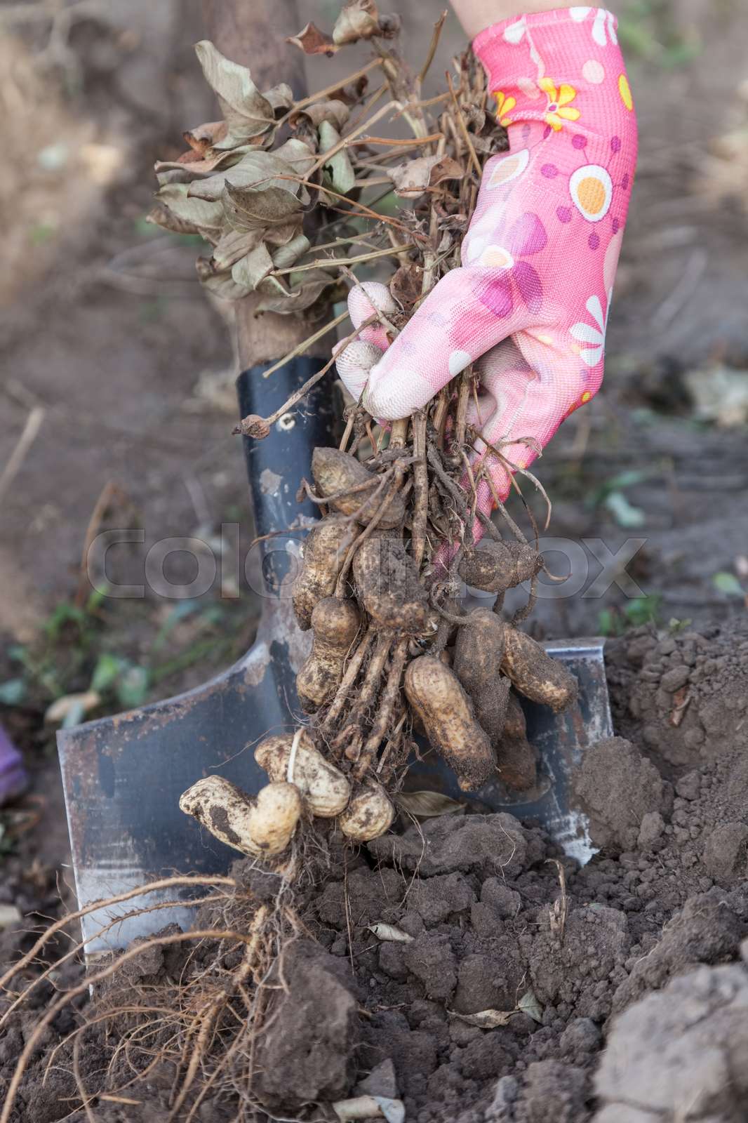 Harvesting Peanuts In Home Garden Stock Image Colourbox