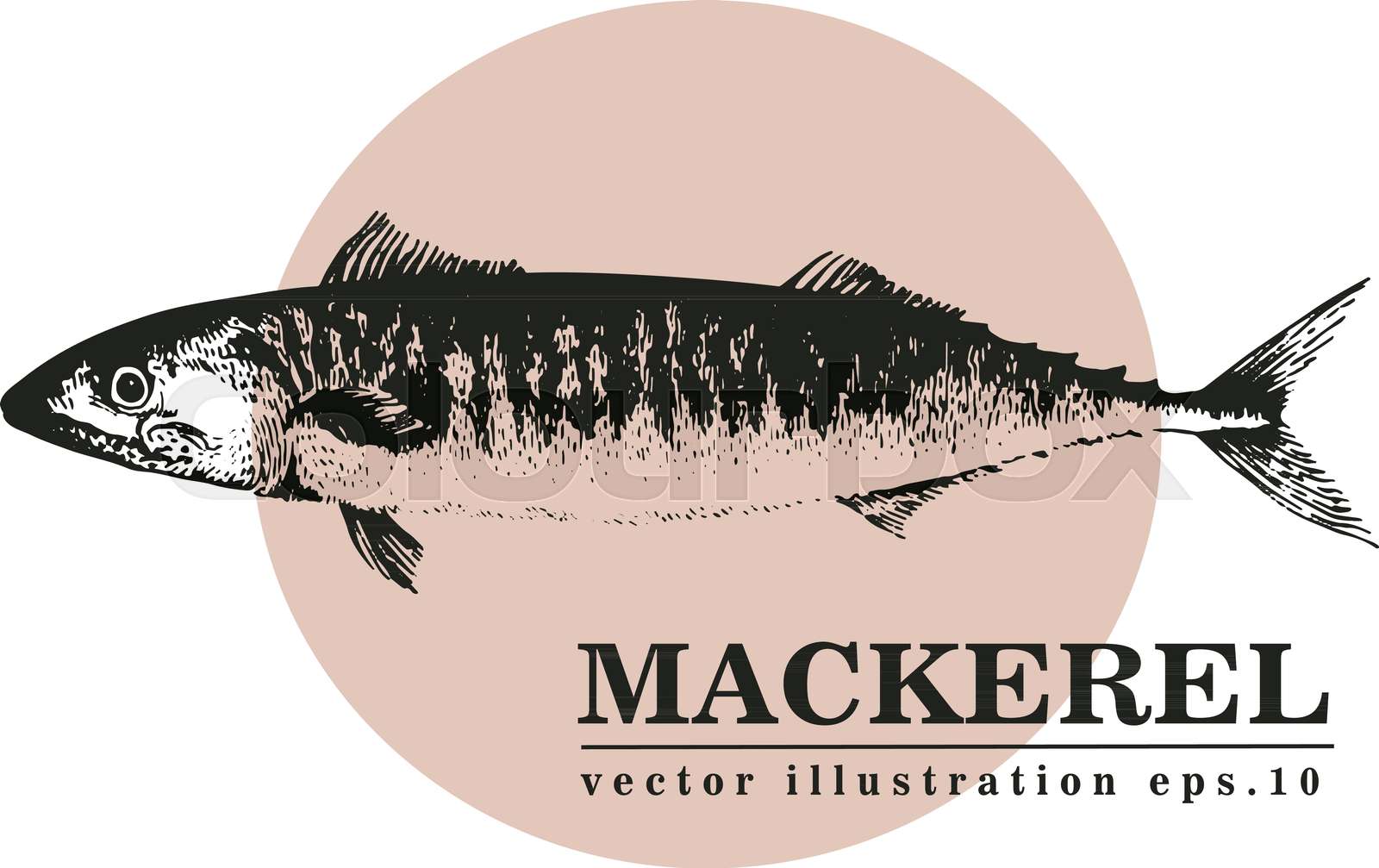 Hand Drawn Sketch Seafood Vector Vintage Illustration Of Mackerel Fish