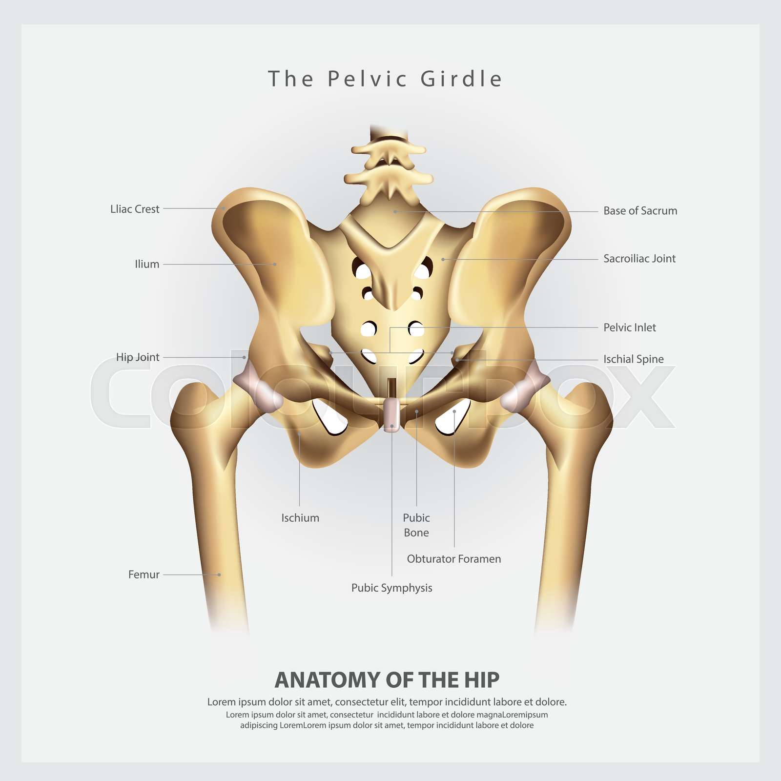 The Pelvic Girdle Of Human Hip Bone Anatomy Vector Illustration Stock