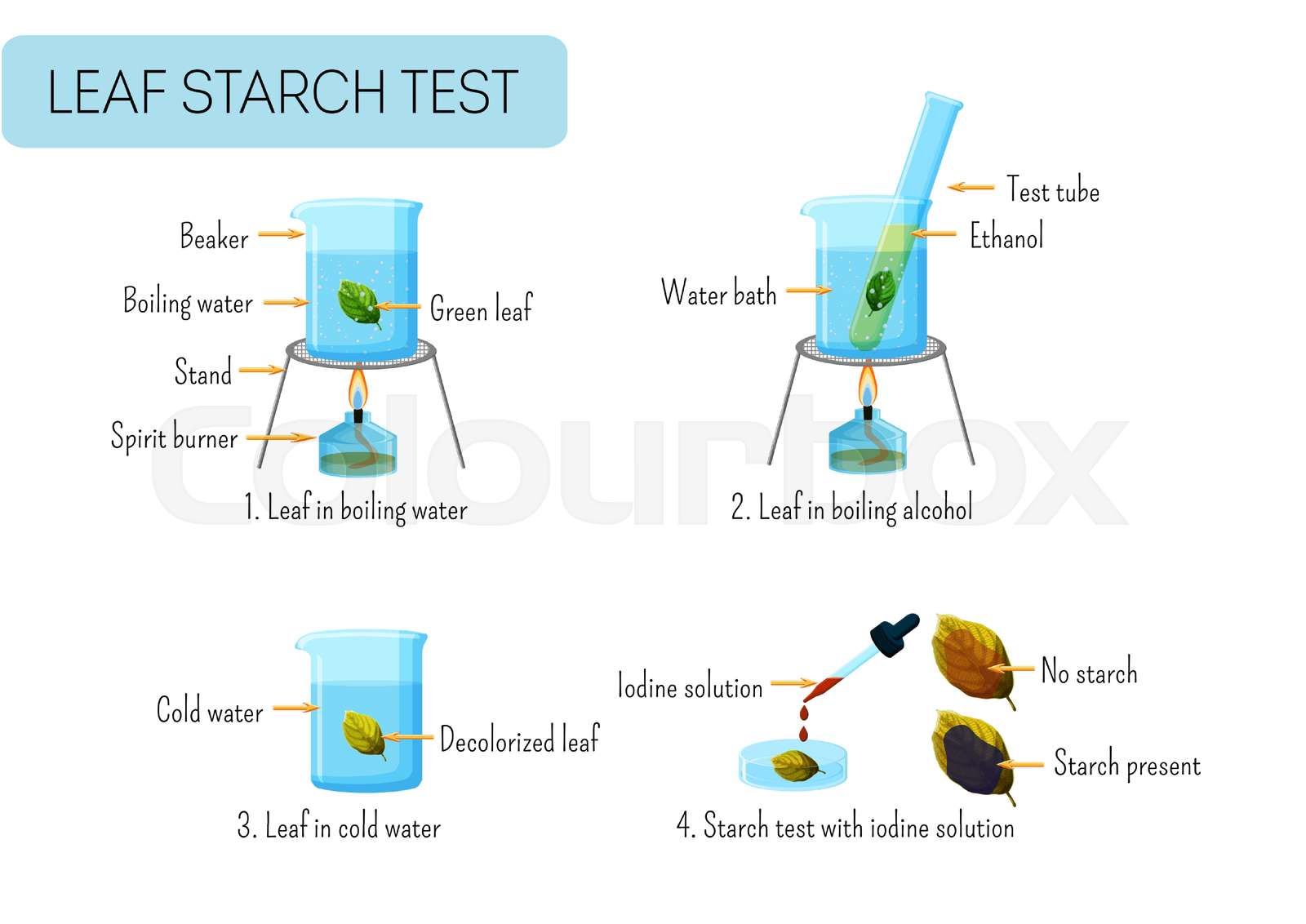 Leaf Starch Test School Scientific Experiment Proves Photosynthesis In