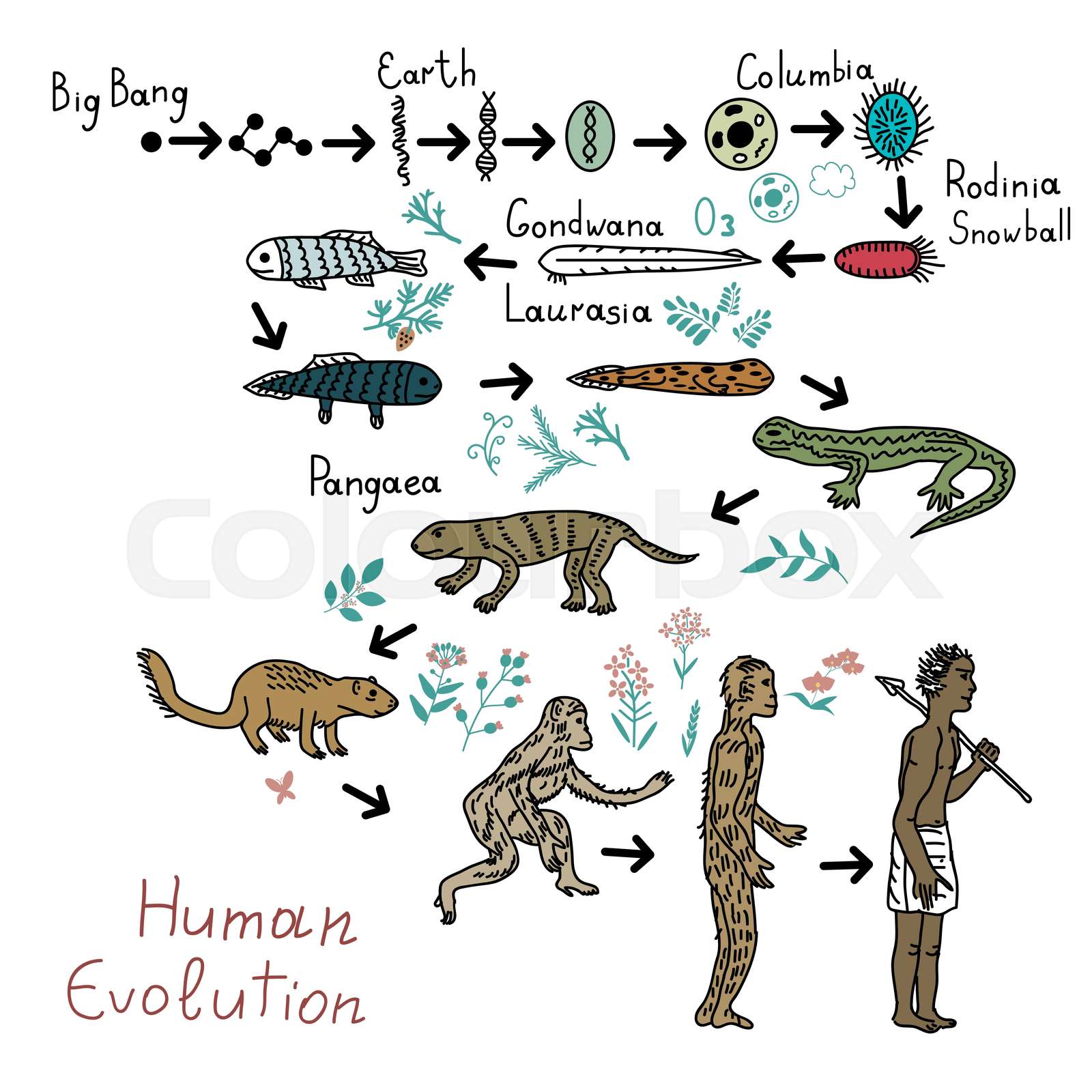 Human Evolution Illustration Stock Vector Colourbox