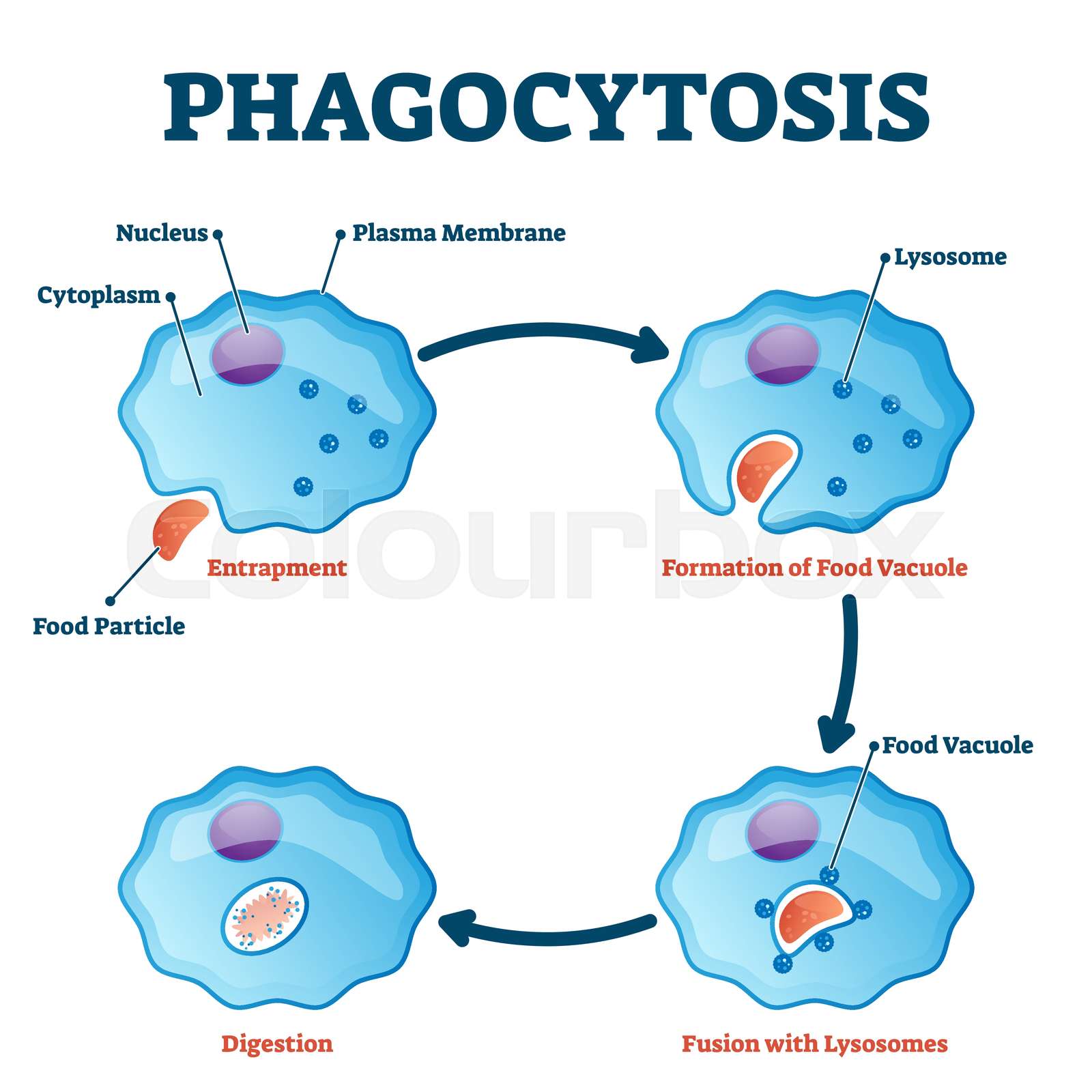 Phagocytosis Vector Illustration Labeled Endocytosis Type Educational